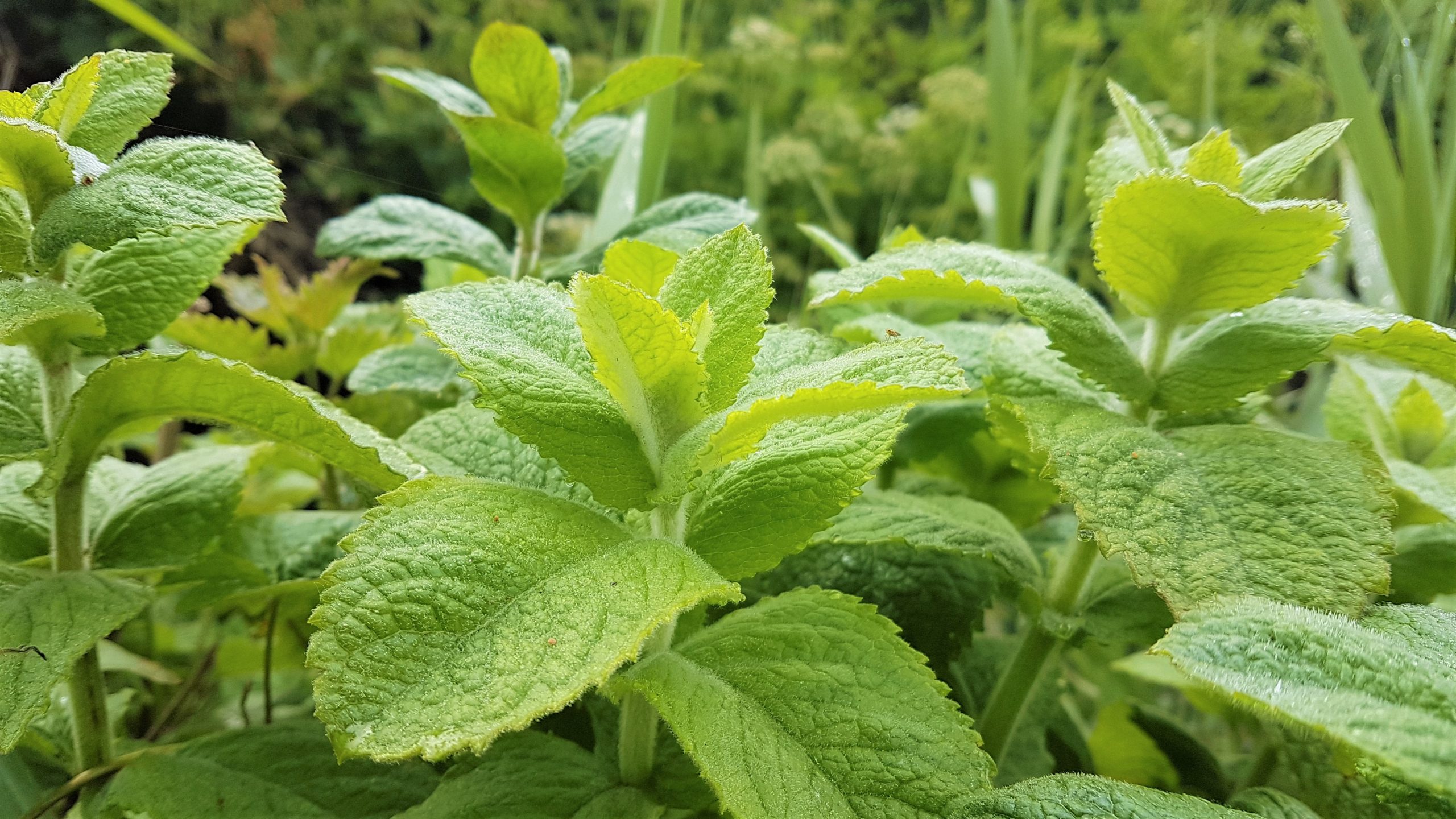 Wild Mint Sorbet and Wild Mint Ice Cream Recipes - Wild Walks Southwest