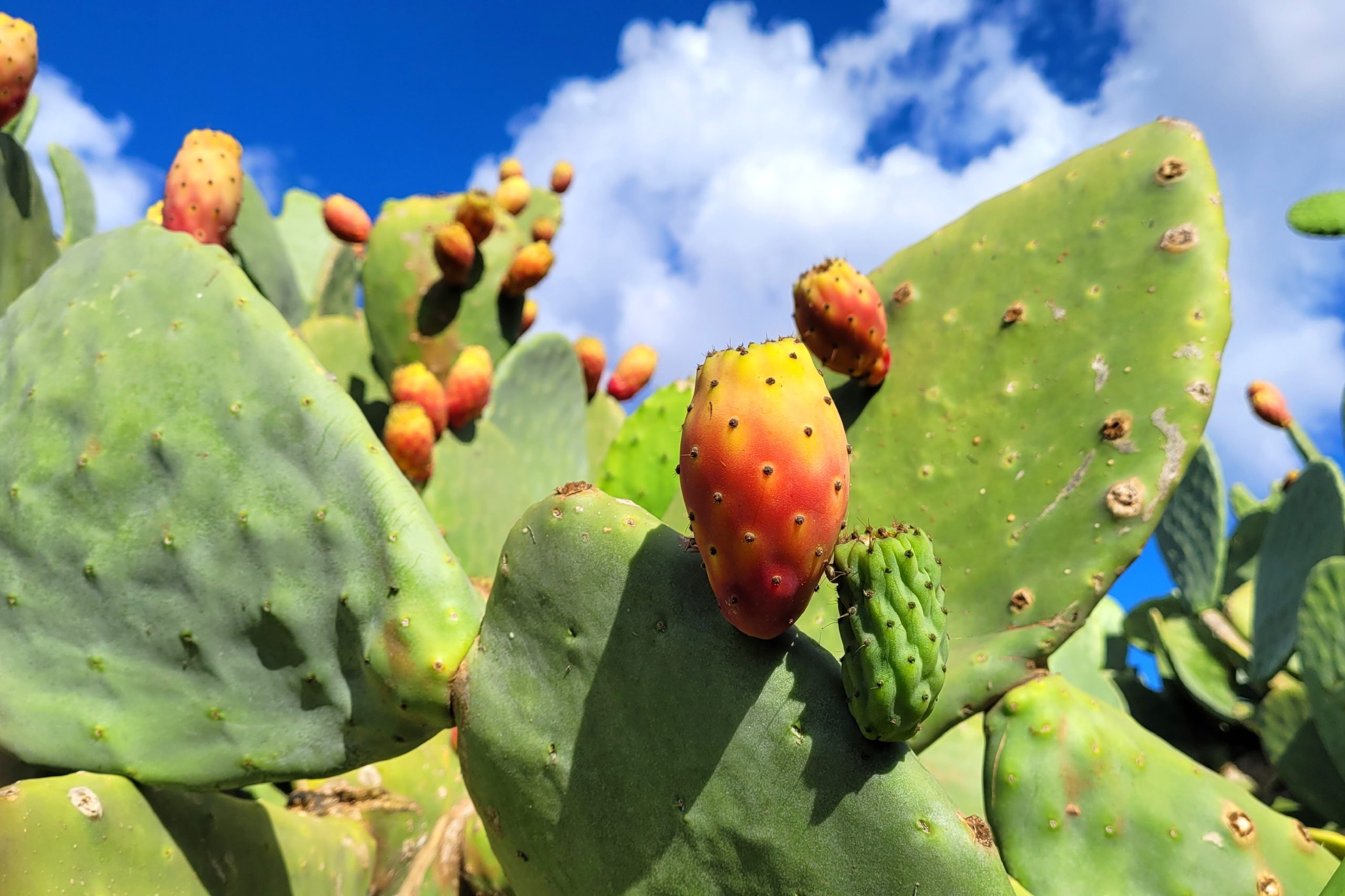 7 Common Wild Foods in Malta - Wild Walks Southwest